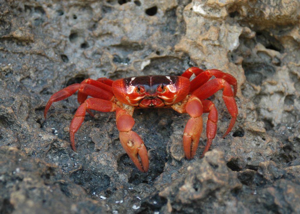 Spettacolo sull'Isola di Natale: milioni di granchi rossi ricoprono le ...
