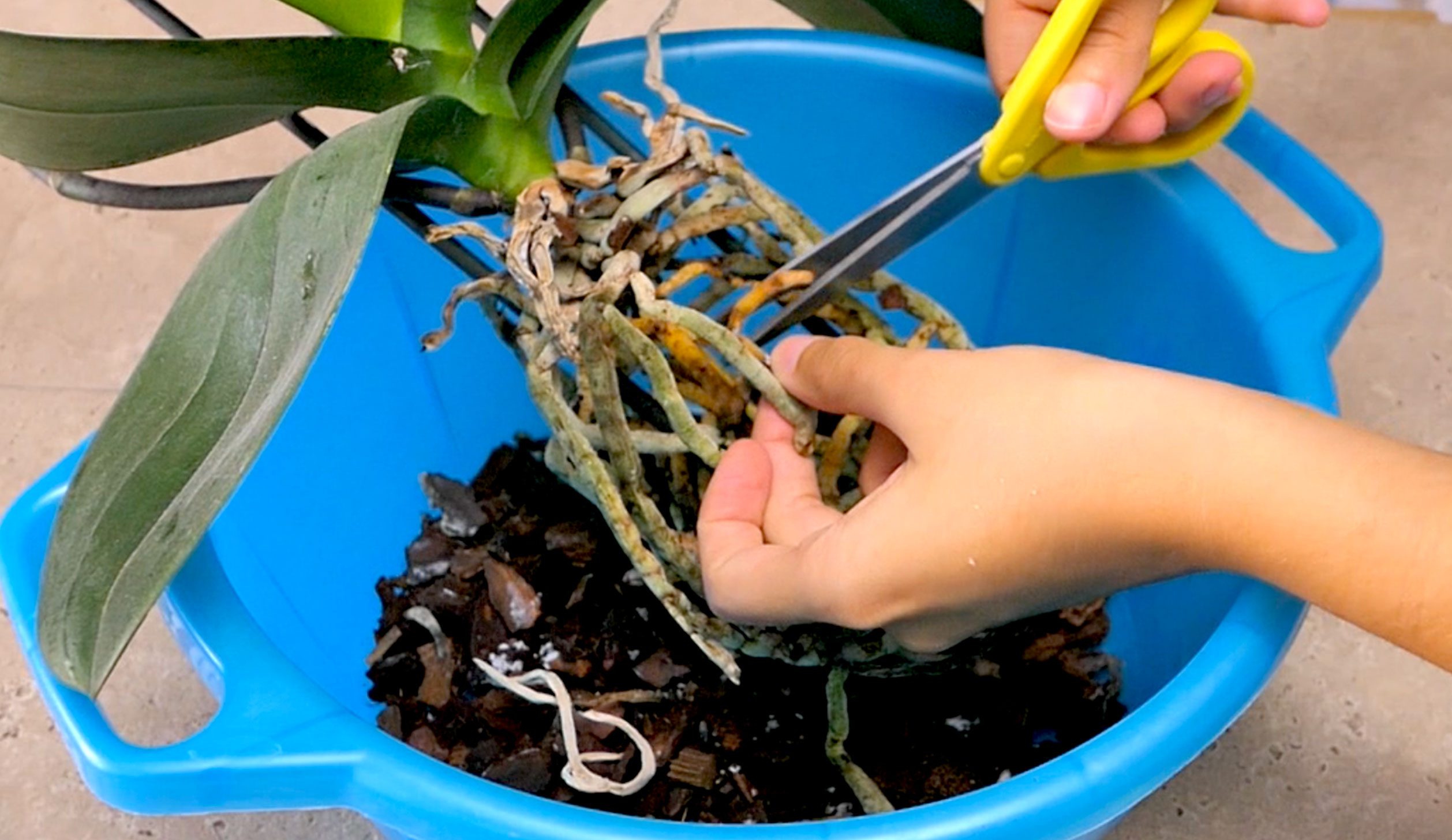 Come recuperare un'orchidea sfiorita: tutti i segreti per farla tornare ...