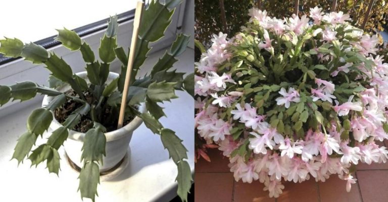 Come riprodurre il cactus di Natale | Ohga!