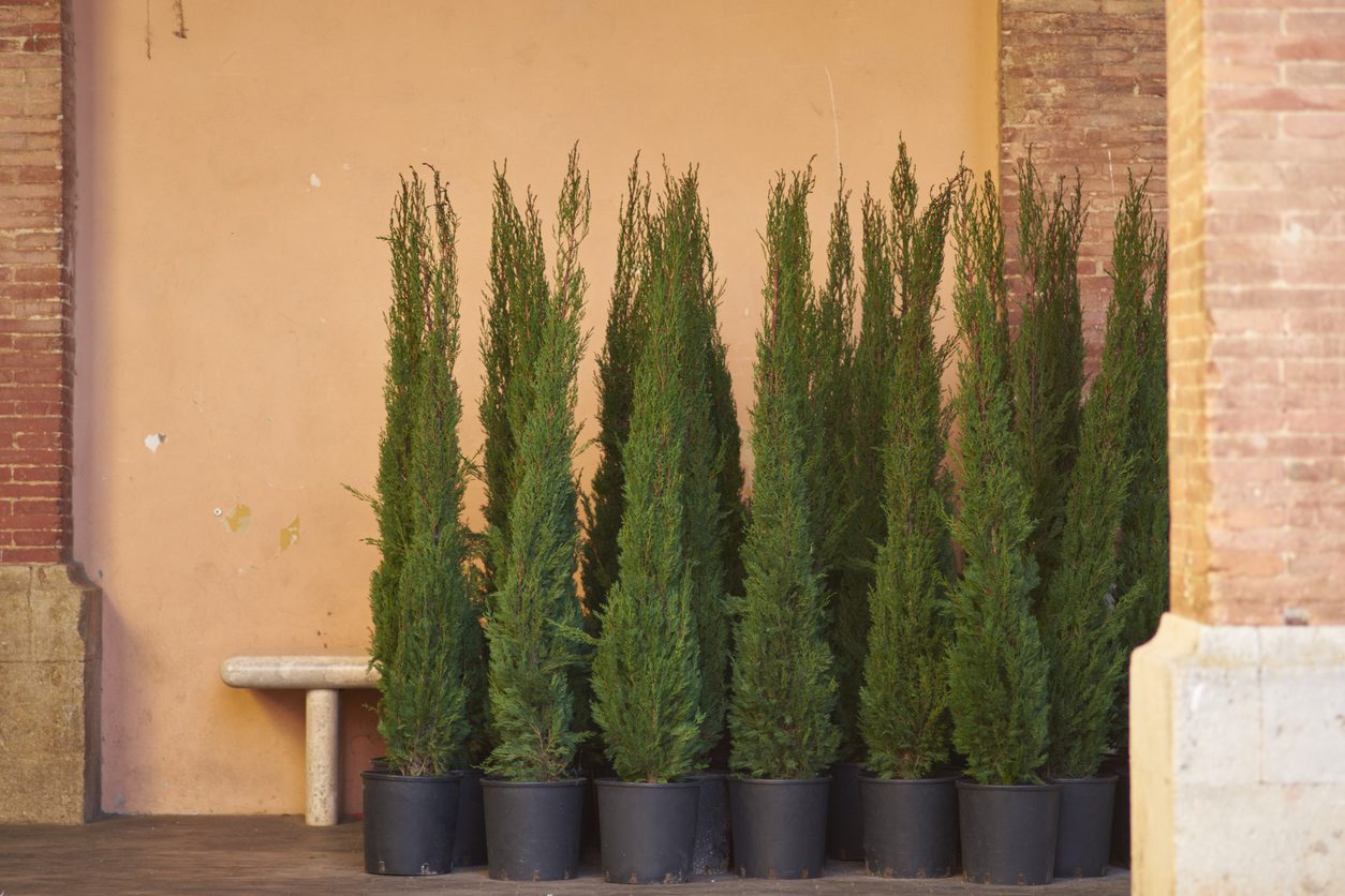 Cipresso: caratteristiche, varietà e coltivazione in vaso | Ohga!