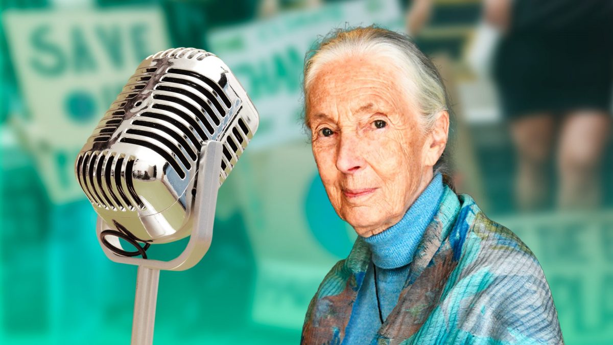 Jane Goodall, la signora degli scimpanzé che riscrisse il nostro ...