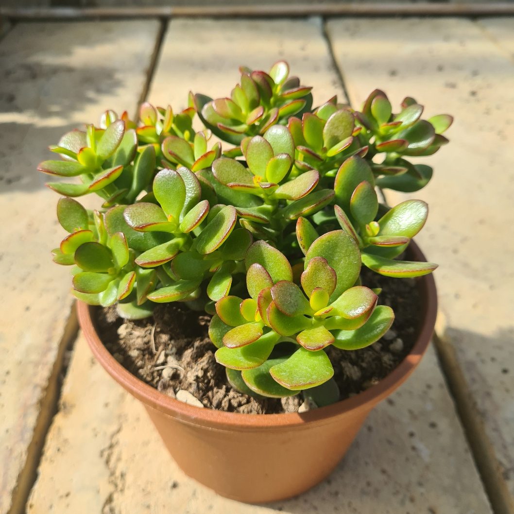 Come moltiplicare l'albero di giada | Ohga!