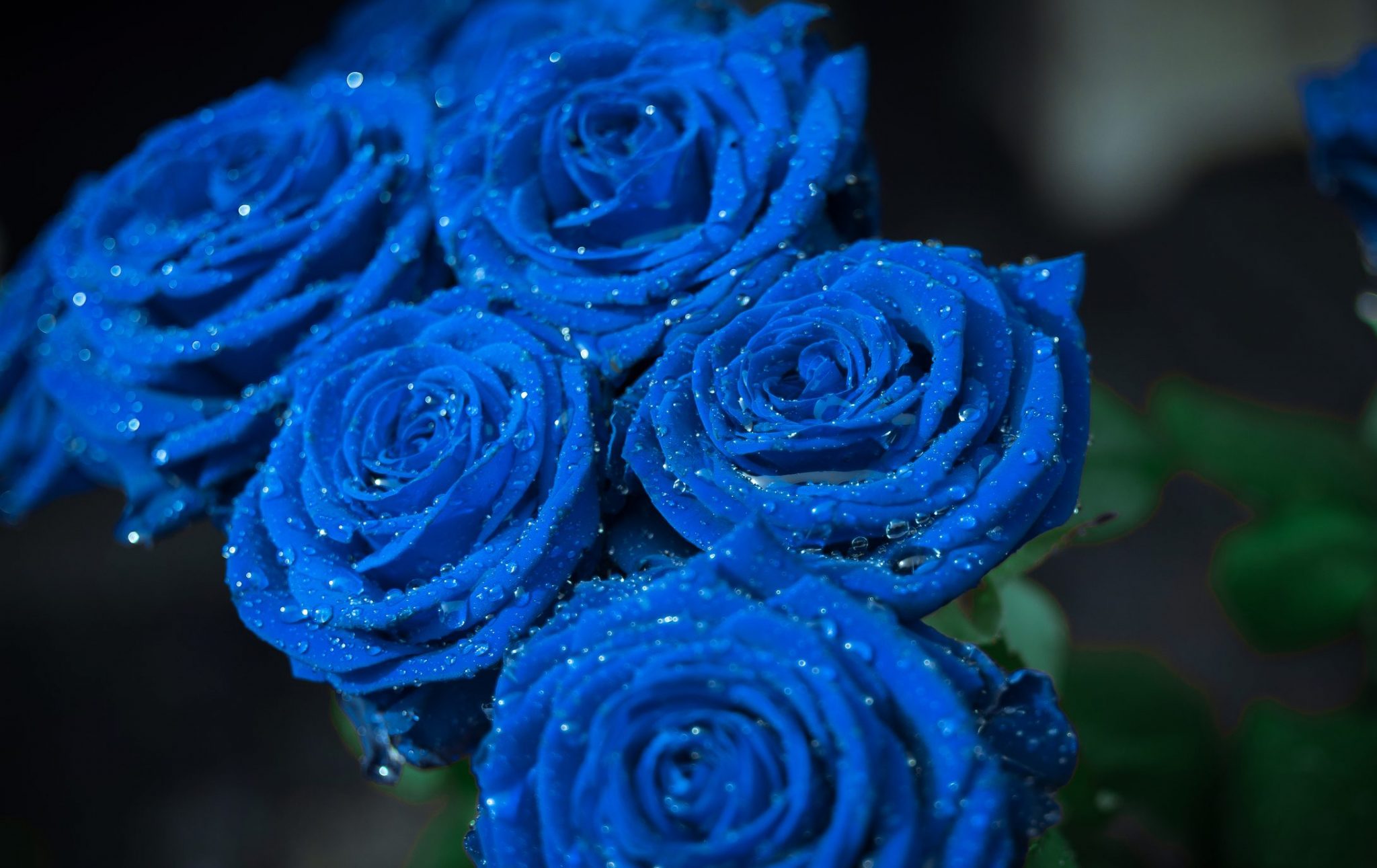 Rosa blu: significato e dove trovarla | Ohga!