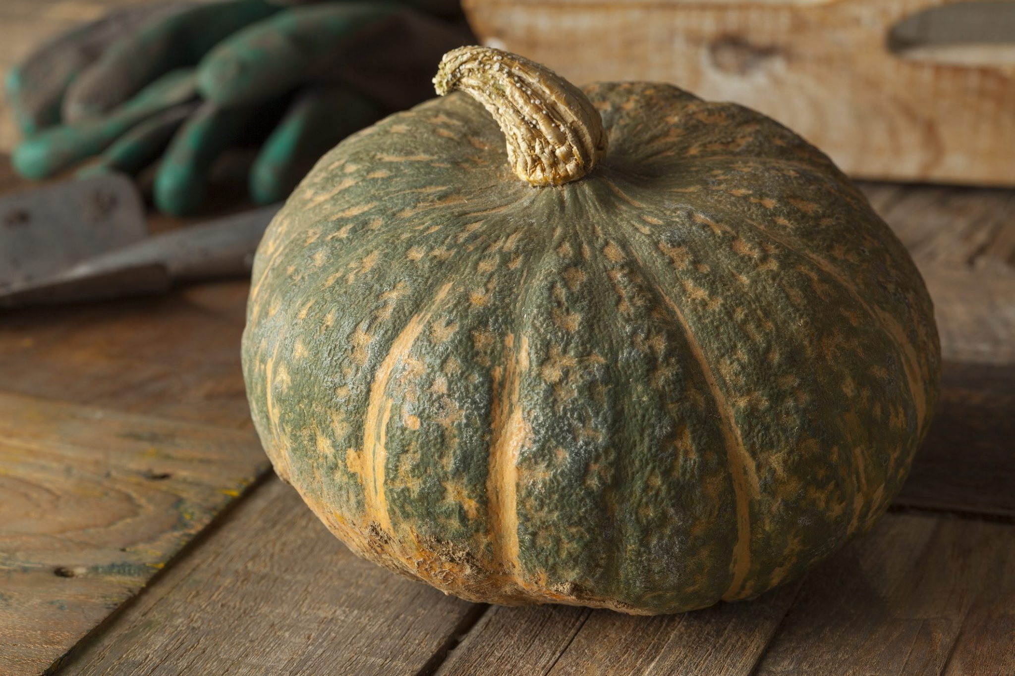 Zucca Delica: proprietà e benefici | Ohga!