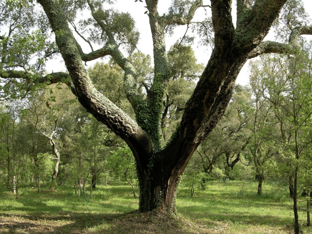Il sughero: come si produce e come si ricila | Ohga!