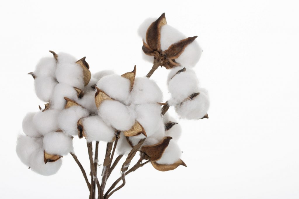 Fiori di cotone fai da te con materiale di recupero che hai in casa | Ohga!