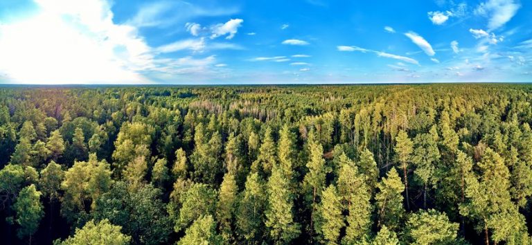 Białowieża, la più antica foresta d'Europa | Ohga!