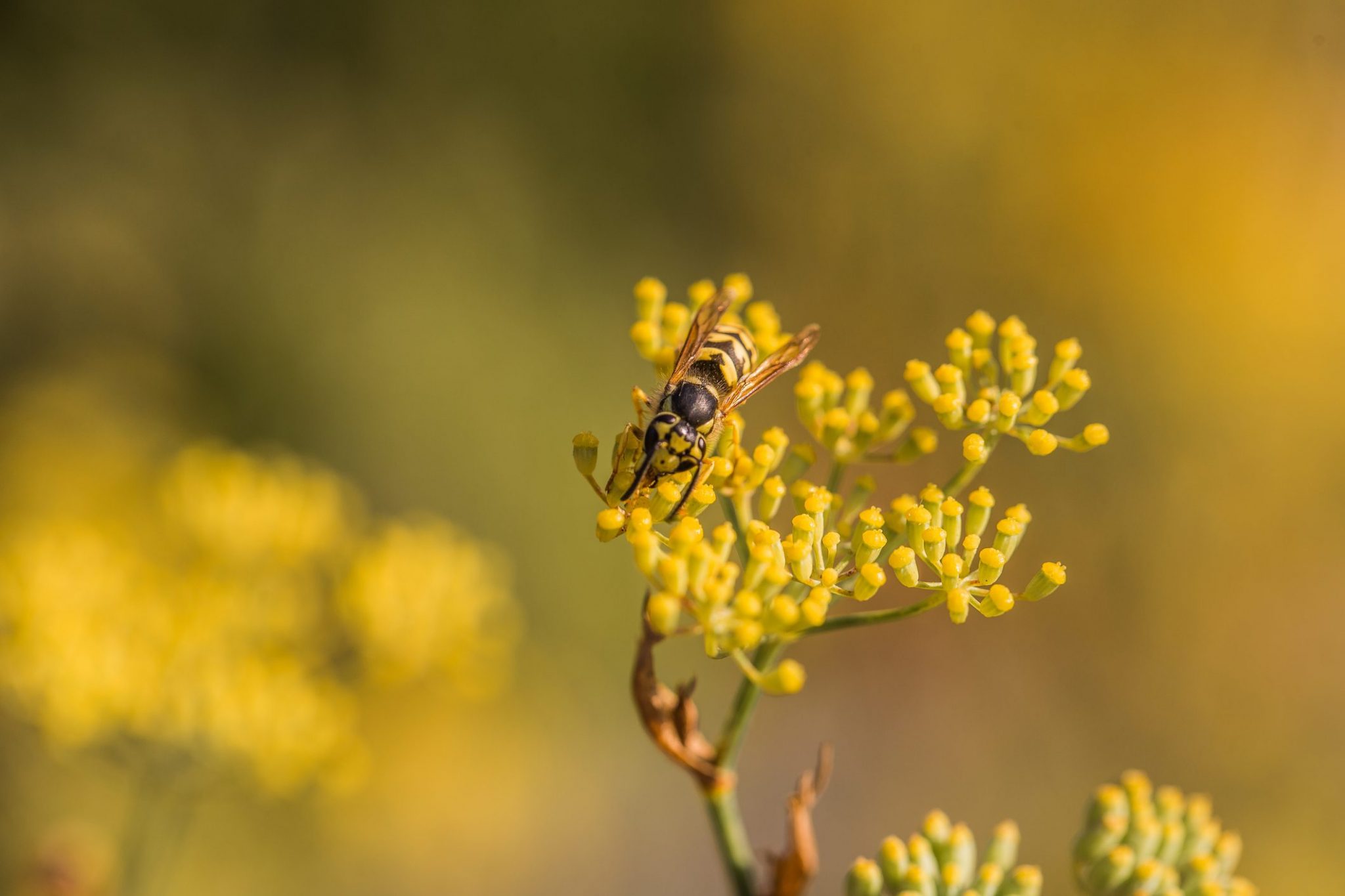 Insetti impollinatori: quali sono e quanti ne esistono | Ohga!