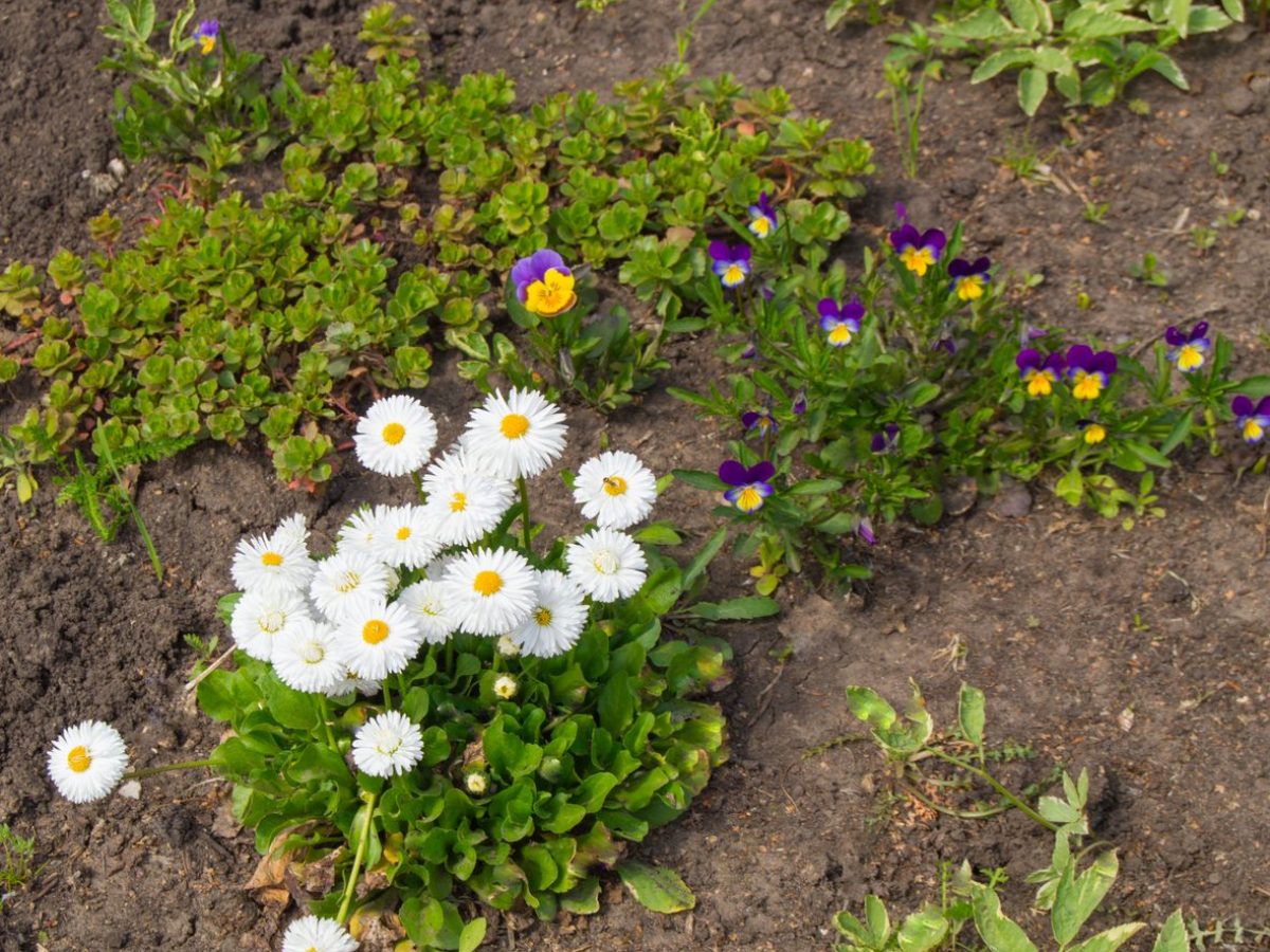 Wet soil and full sun: how to grow daisy – Organic Home Tricks