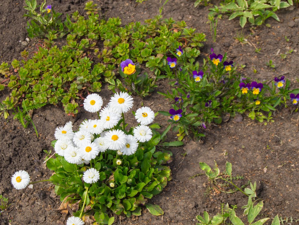 Wet soil and full sun: how to grow daisy – Garden Home Tricks