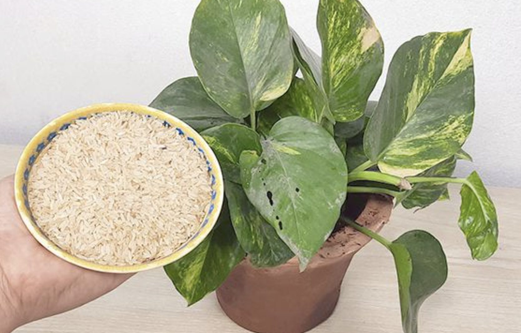 Come fertilizzare le piante usando il riso | Ohga!