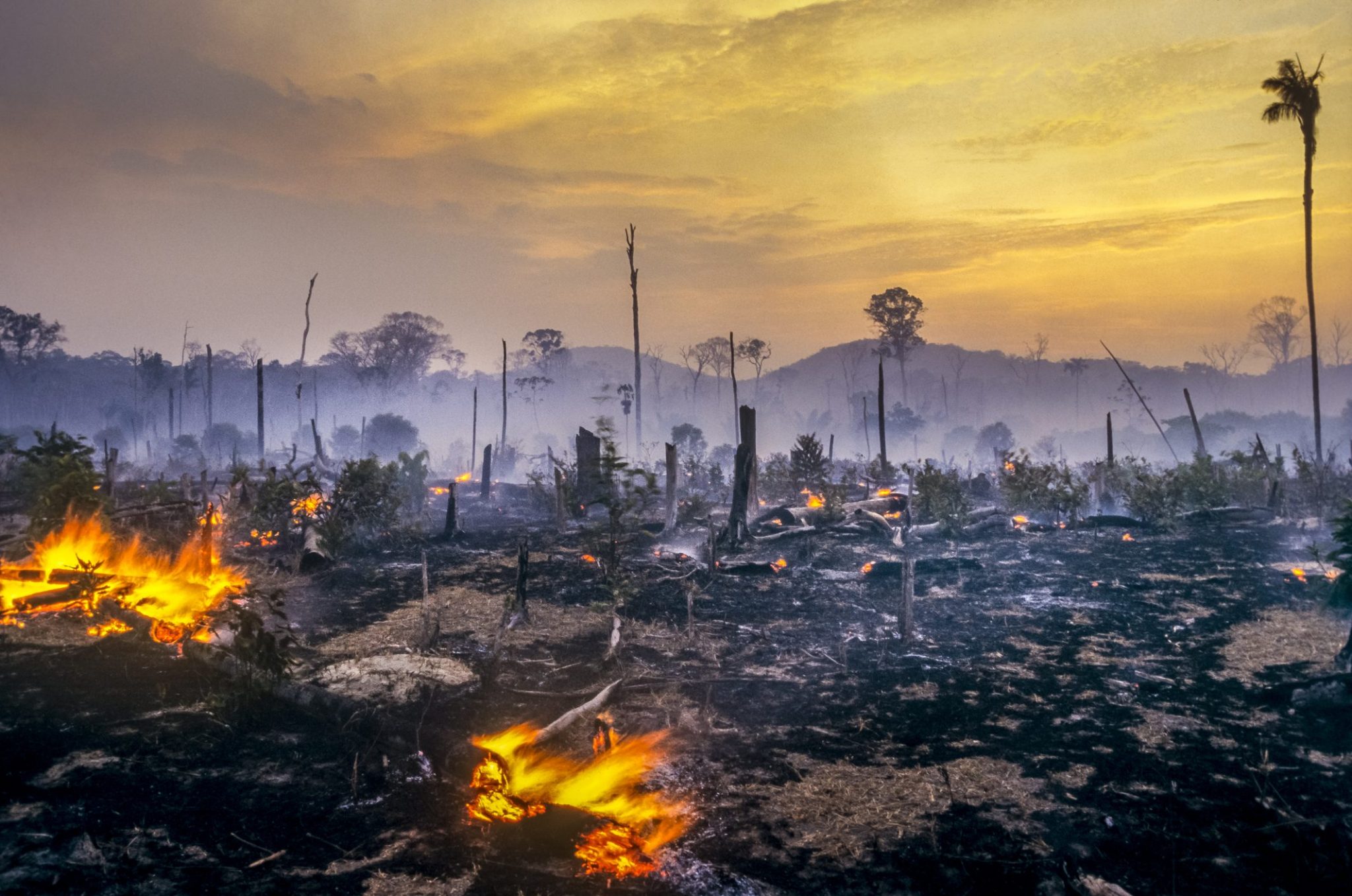 Deforestazione: significato, cause e conseguenze | Ohga!
