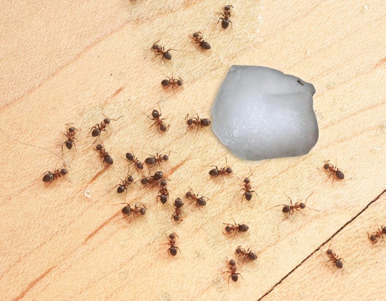 Borace: cos'è, a cosa serve e dove trovarlo | Ohga!