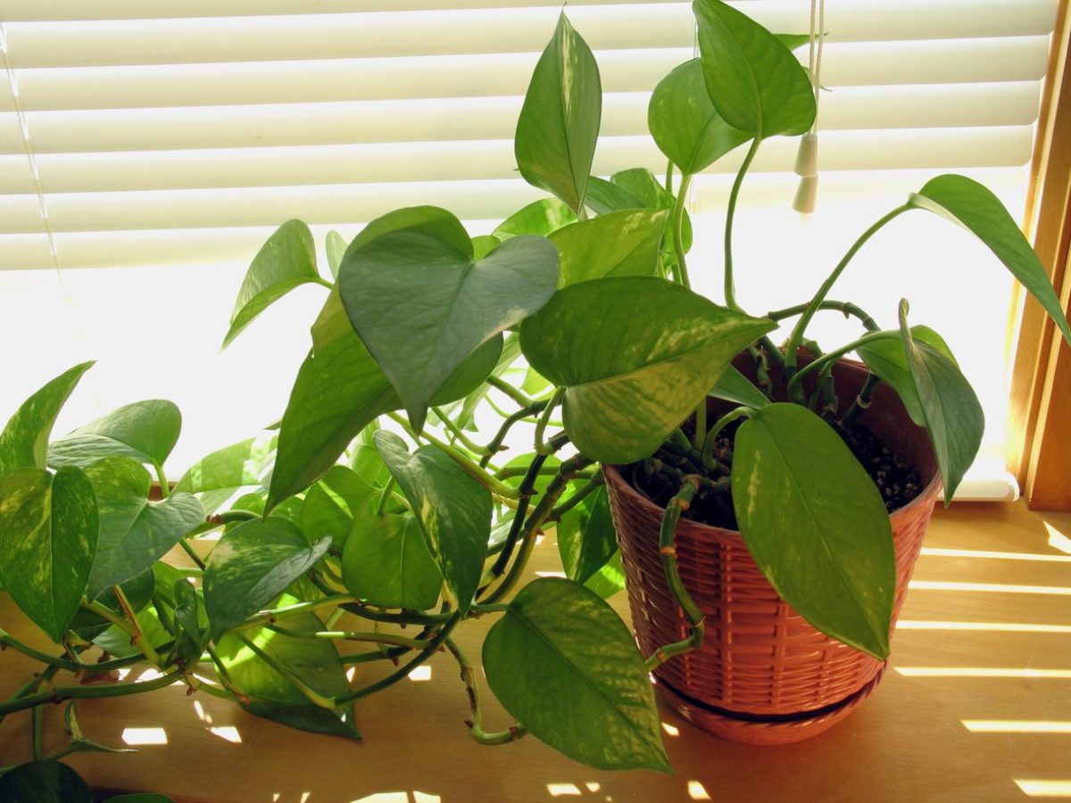 Pothos: curare e coltivare il potos da interno | Ohga!