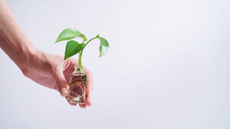 Pothos: curare e coltivare il potos da interno | Ohga!