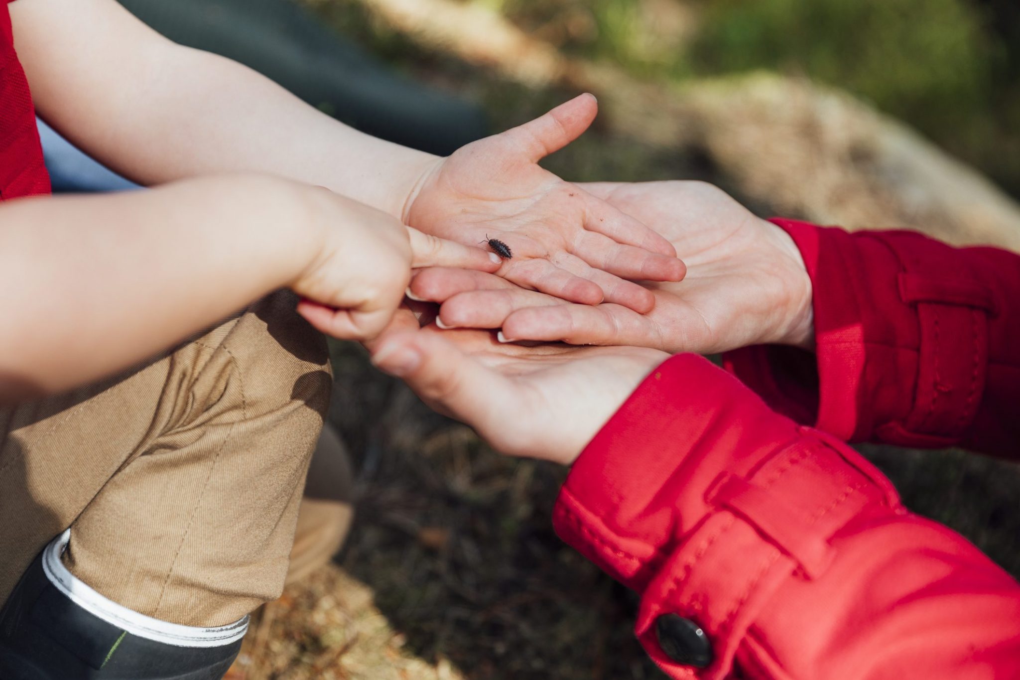 Grindadrap: alle Faroe uccisi oltre 100 cetacei, colpo di pistola ...