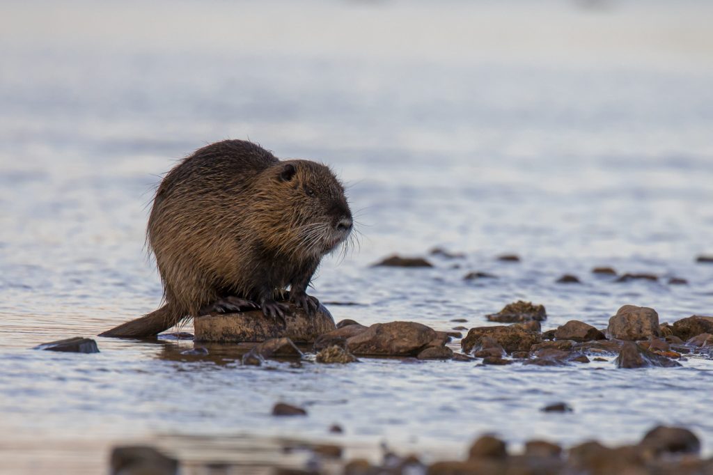 Grindadrap: alle Faroe uccisi oltre 100 cetacei, colpo di pistola ...