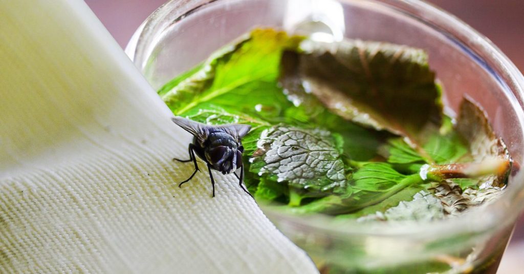 Come allontanare le mosche con un barattolo | Ohga!