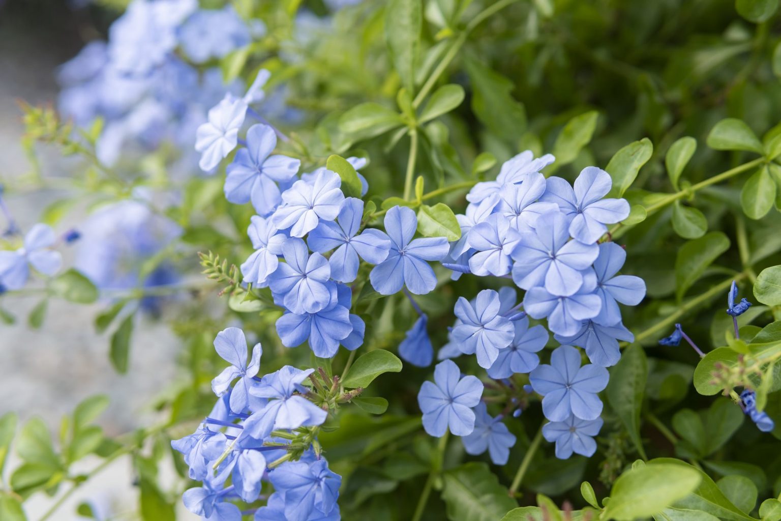 Plumbago: coltivazione, fioritura e potatura | Ohga!