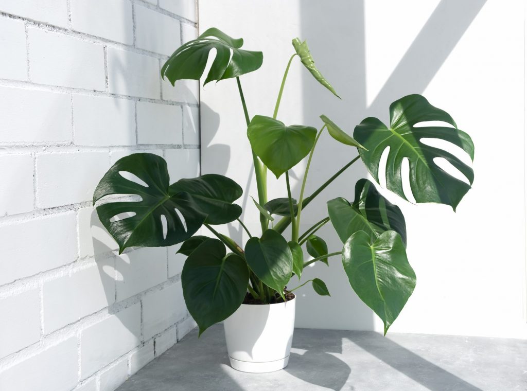 Come coltivare la monstera deliciosa in appartamento | Ohga!