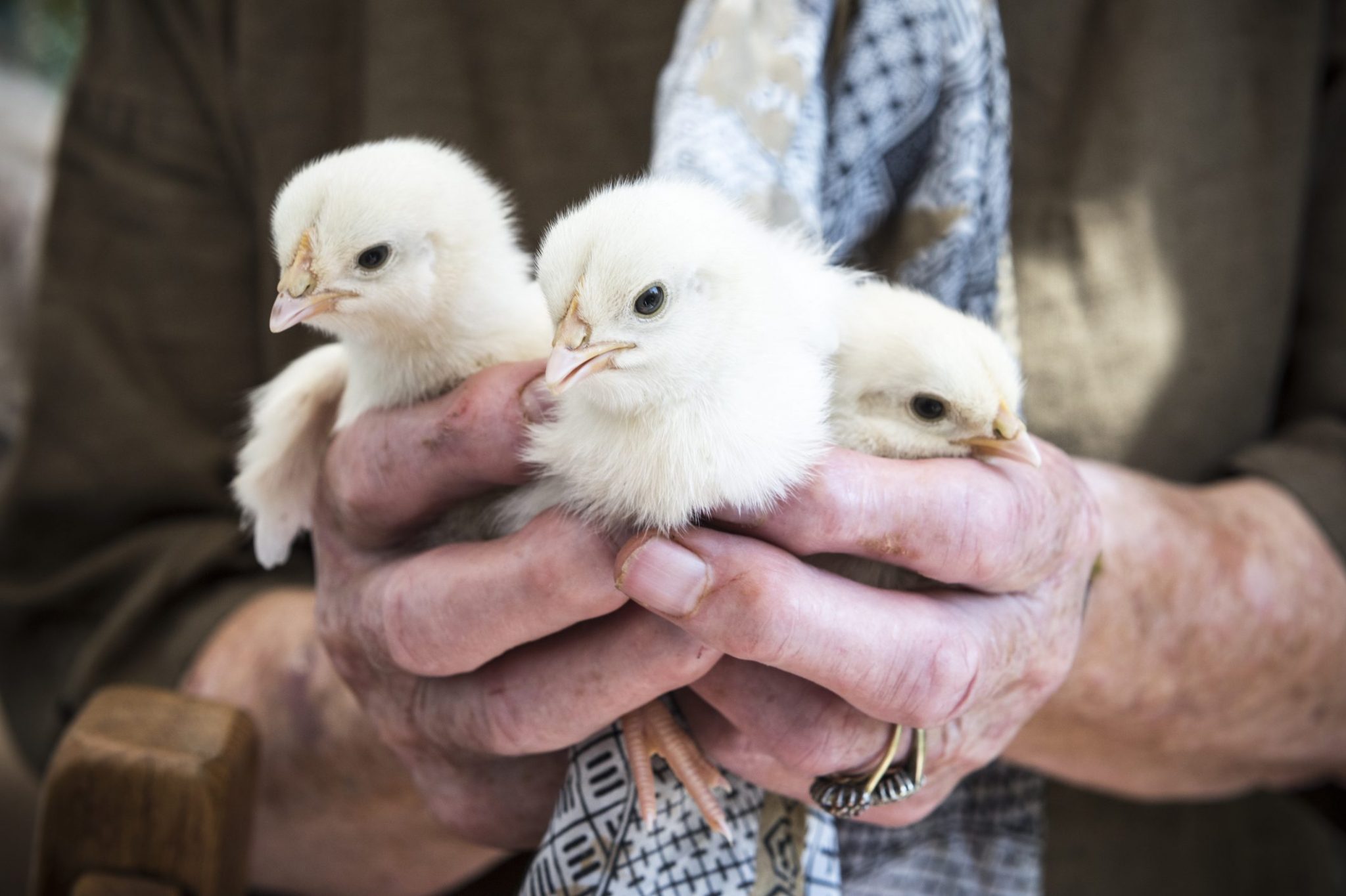 Stop strage dei pulcini: è legge | Ohga!