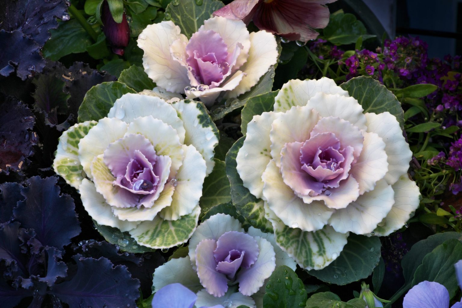 Come coltivare il cavolo ornamentale | Ohga!