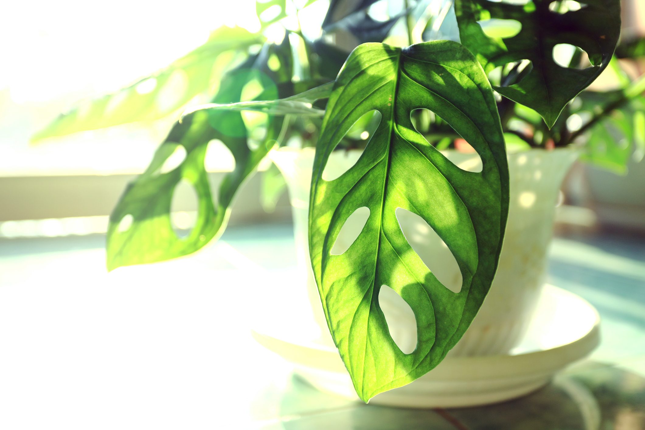 Monstera adansonii: come coltivare e curare la monkey mask | Ohga!