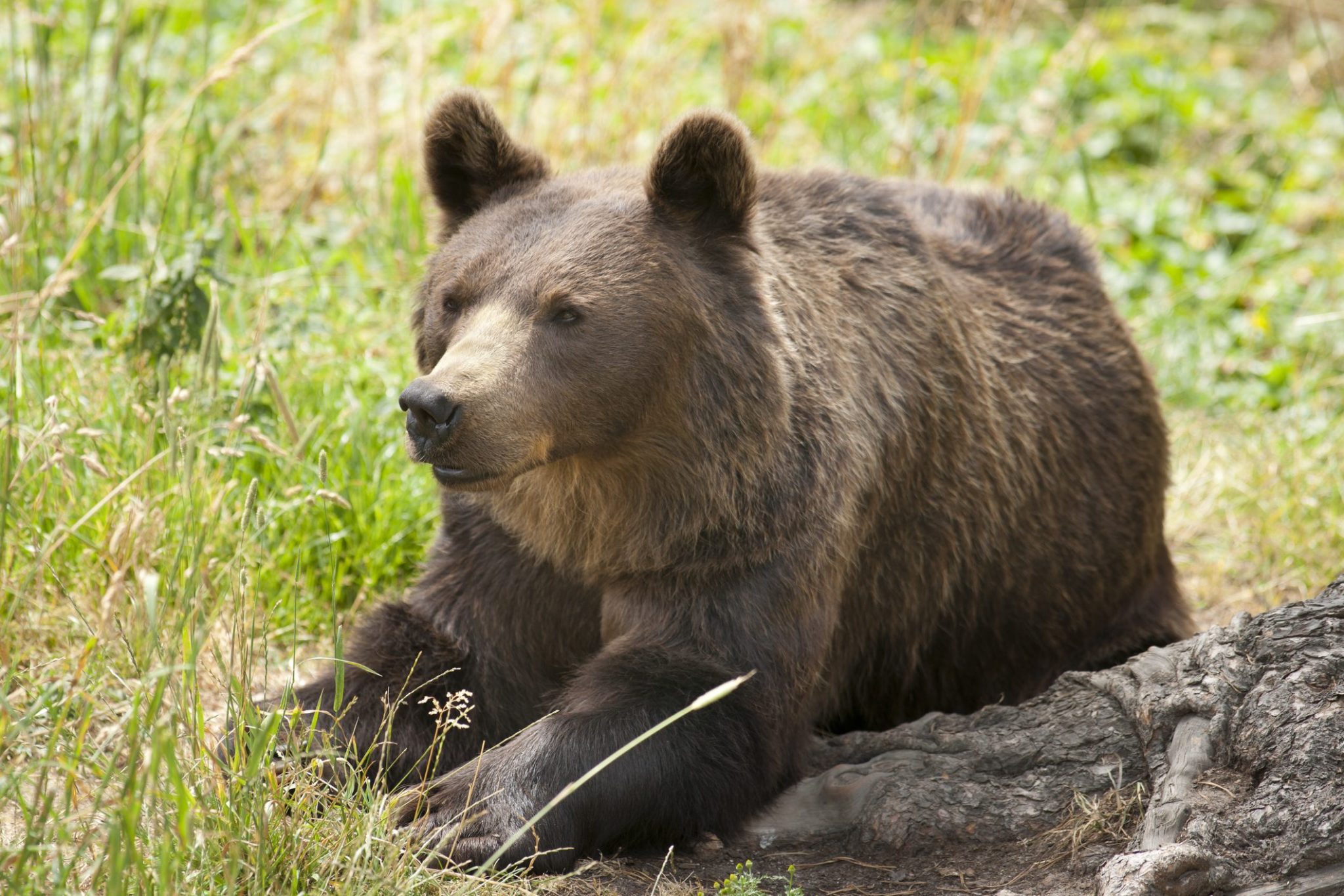 È morta Greta, l'orsa salvata dallo sfruttamento di un circo in ...