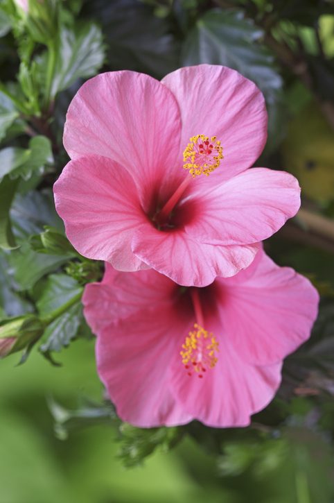 Come coltivare l'ibisco rosa | Ohga!