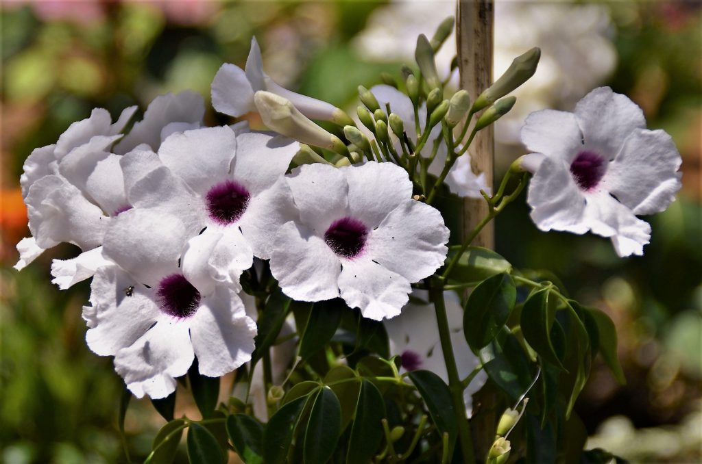 Come coltivare la Pandorea Jasminoides | Ohga!
