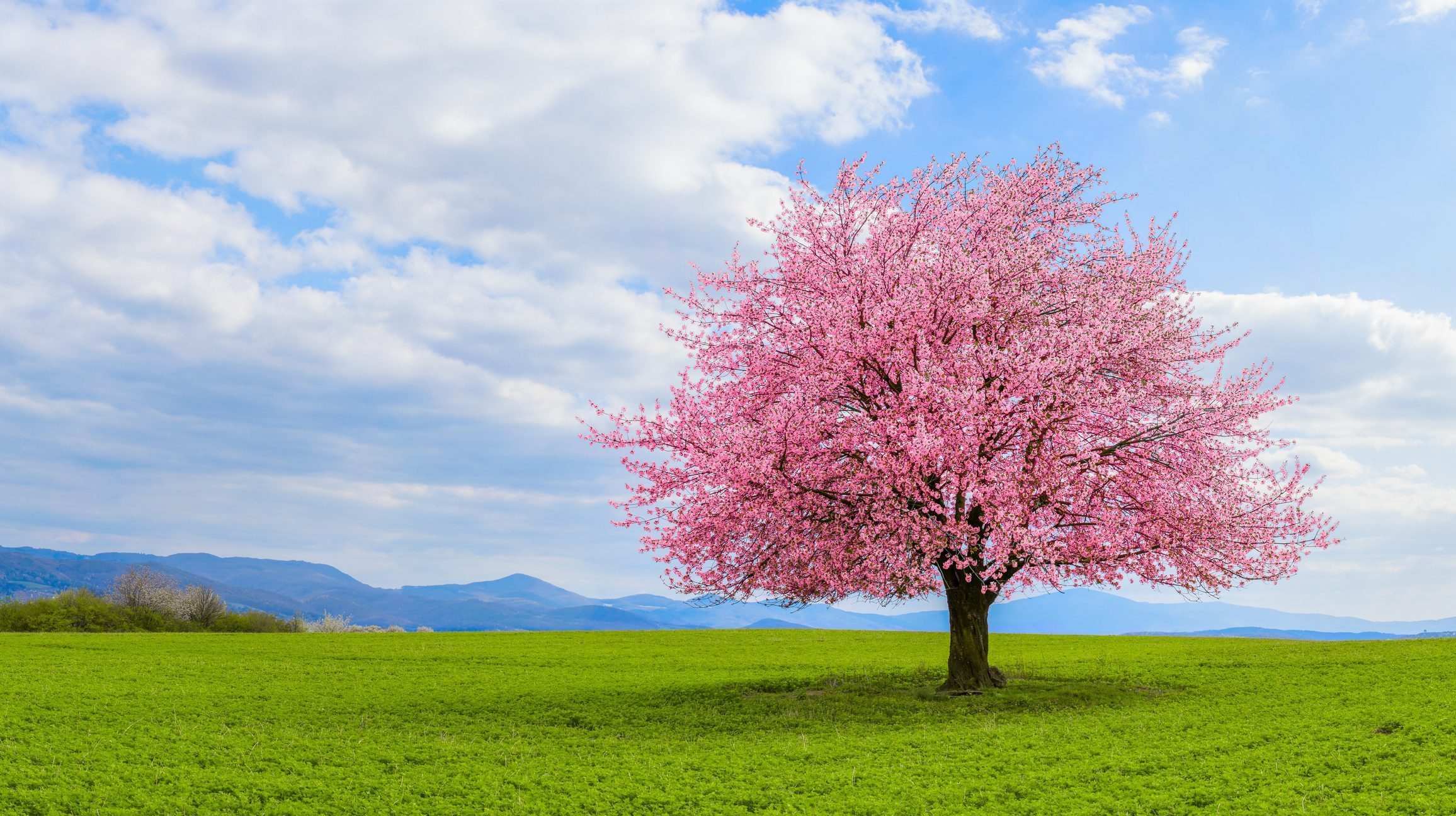 Bialbero di Casorzo: la particolarità di un ciliegio cresciuto su un ...