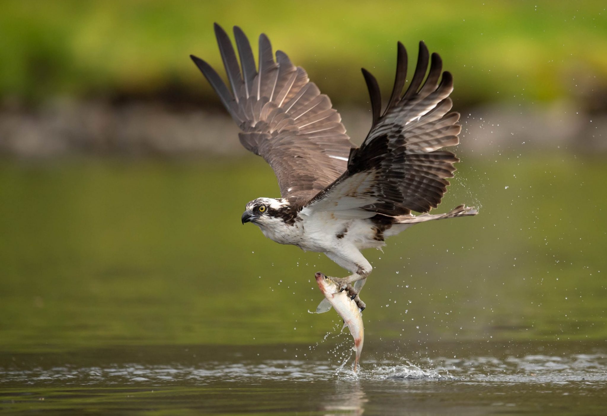 40 specie di vertebrati in Italia sono in pericolo critico di ...