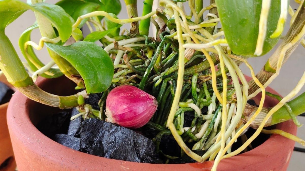 Come curare le orchidee malate: il metodo con la cipolla | Ohga!