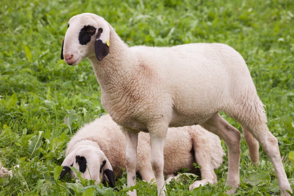 Günther Pernthaler, l'allevatore delle pecore con gli occhiali della ...