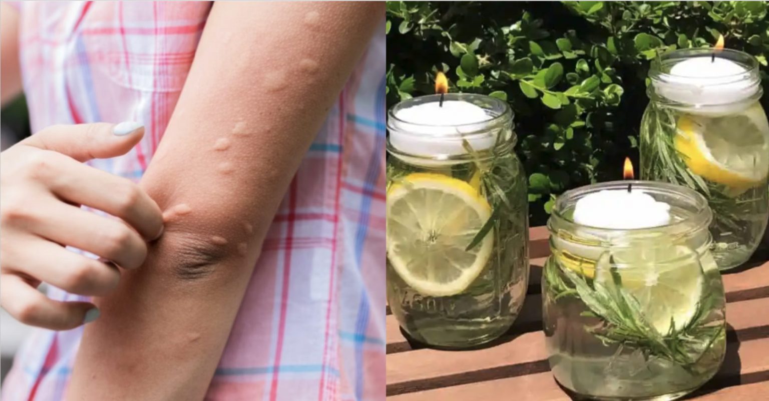 Come moltiplicare la sansevieria con una talea in terra o in acqua | Ohga!