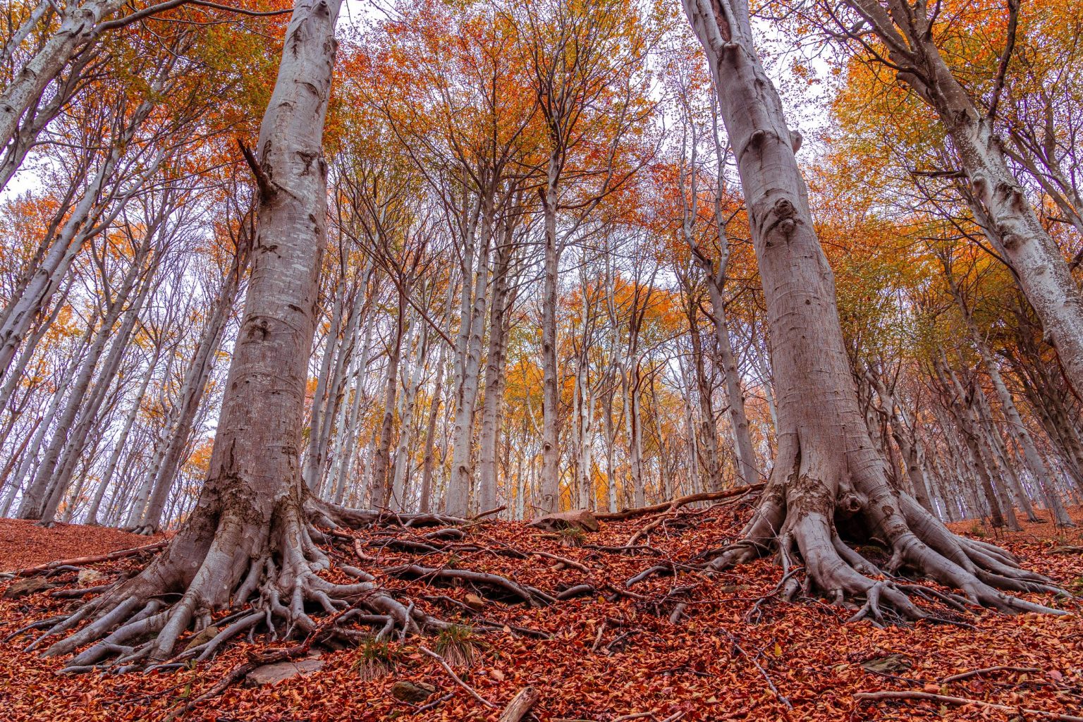 Quali alberi producono più ossigeno? Ecco 10 polmoni verdi da piantare ...
