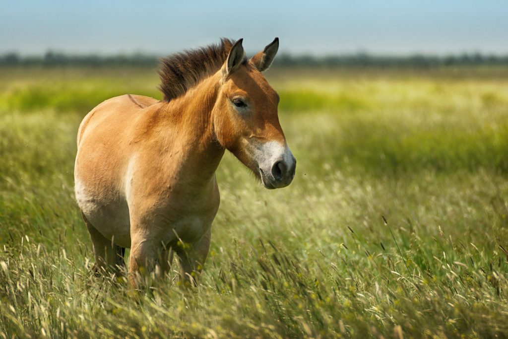 L'Italia è il primo consumatore di carne di cavallo in Ue: l'appello di ...