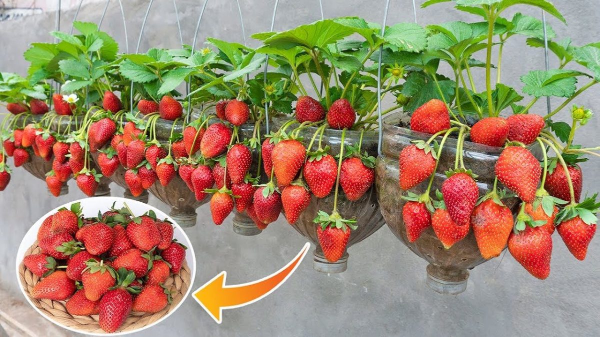 Come coltivare le fragole in vaso sul balcone | Ohga!