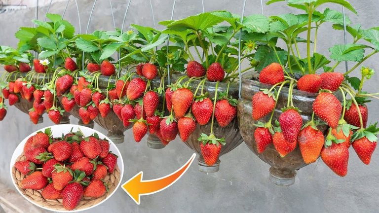 Come coltivare le fragole in vaso sul balcone | Ohga!