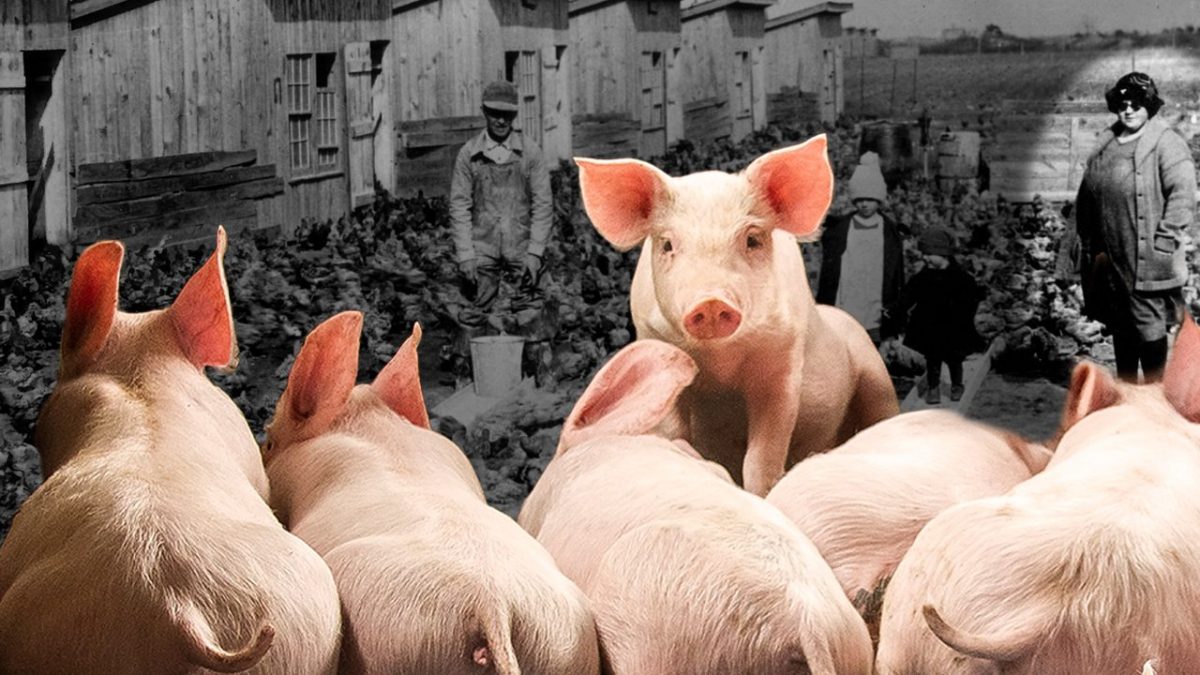 Allevamenti intensivi: come sono fatti e come funzionano | Ohga!