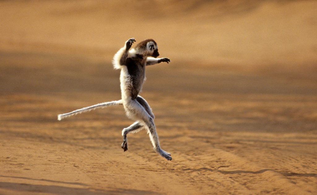 I lemuri ballerini sono a rischio estinzione, ma una nuova nascita fa ...