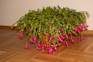 Come far fiorire il cactus di Natale tutto l'anno | Ohga!