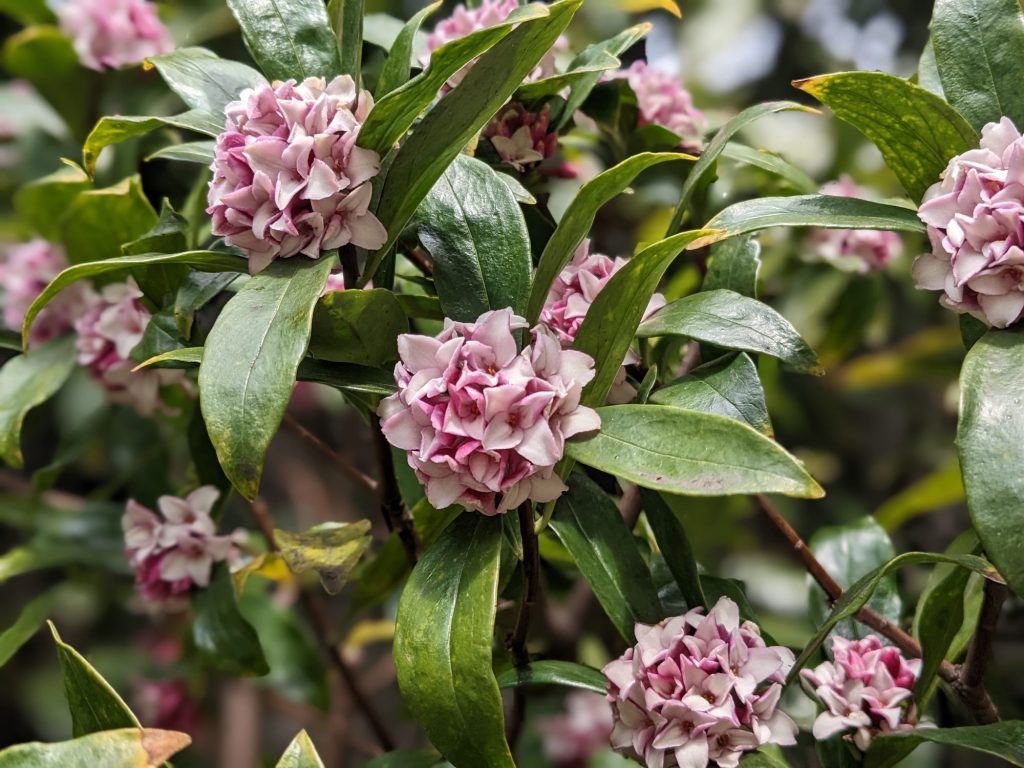 Bellissima, ma velenosa: ecco come coltivare al meglio la tua dafne | Ohga!