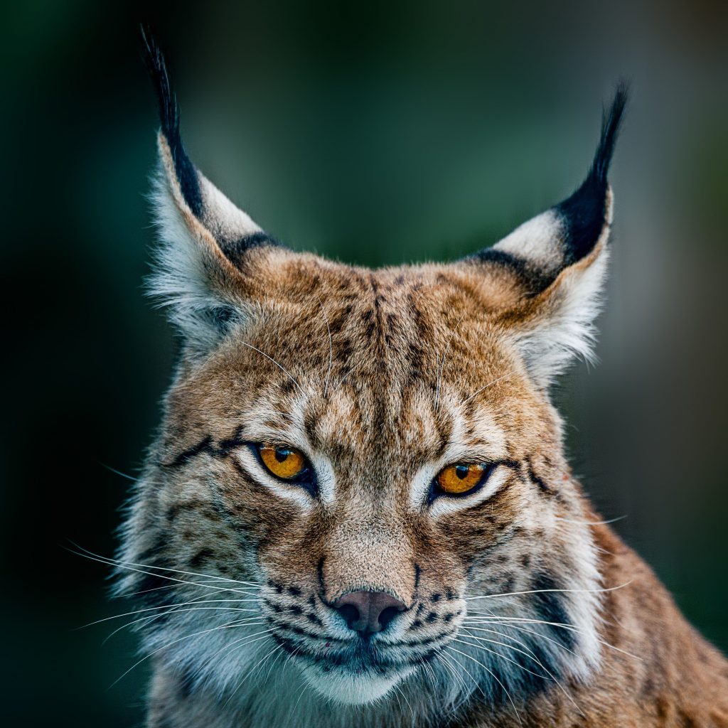 Torna la Lince sulle Alpi, è il mammifero più raro d'Italia | Ohga!