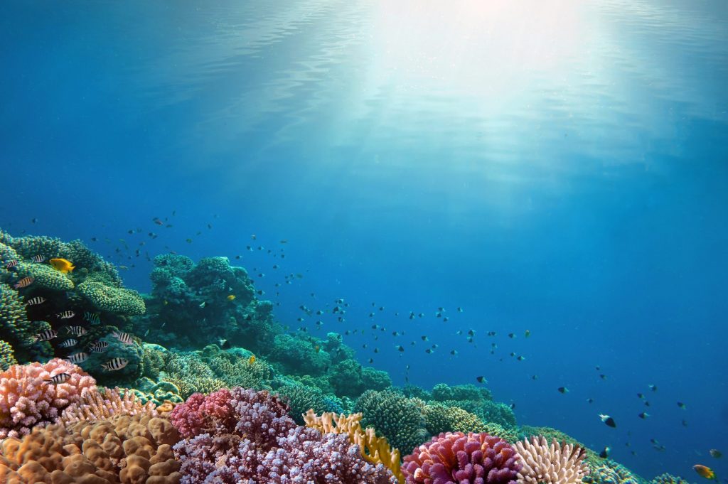 Il riscaldamento globale danneggia anche i fondali marini: lì le ondate ...