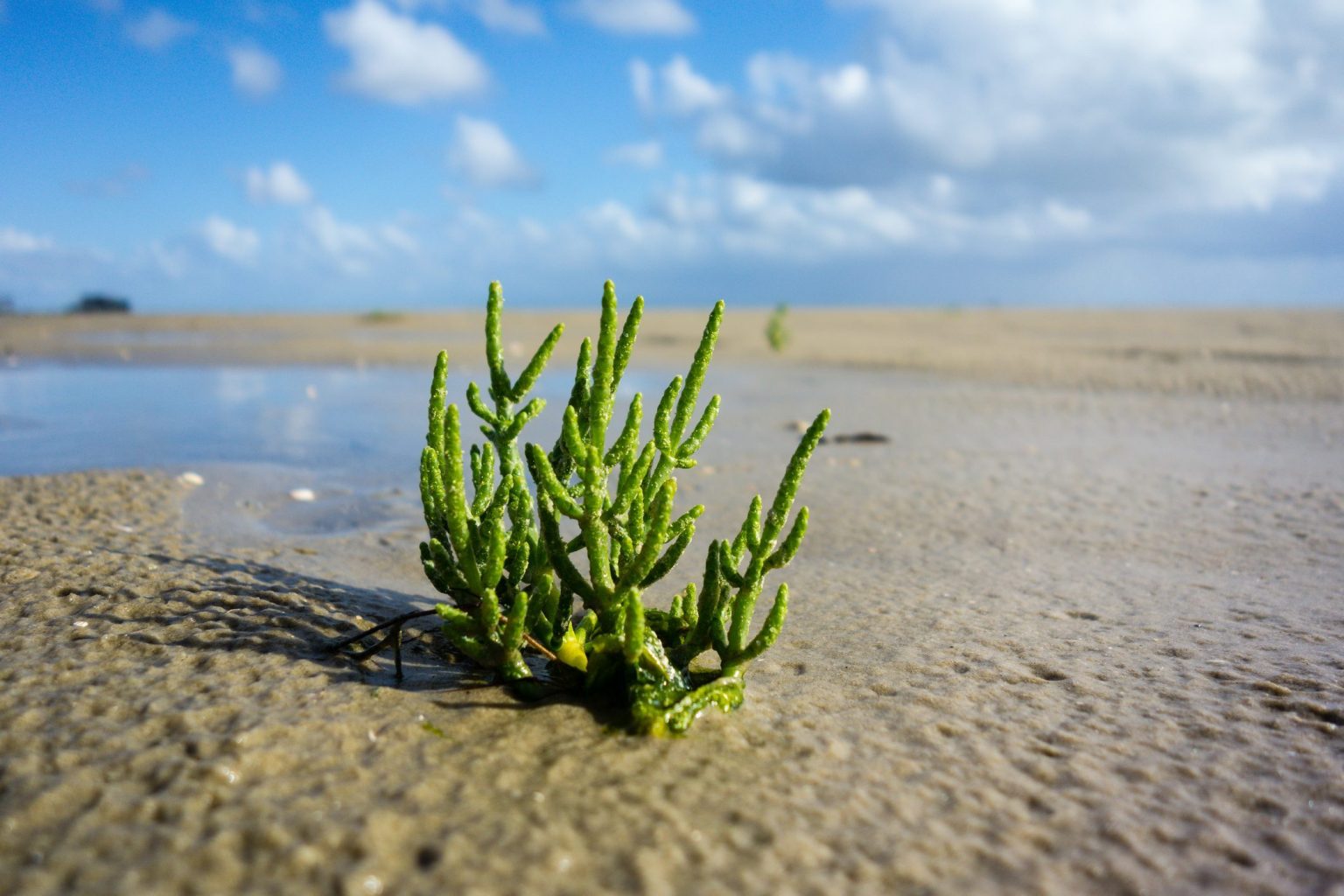 Salicornia: proprietà e benefici | Ohga!