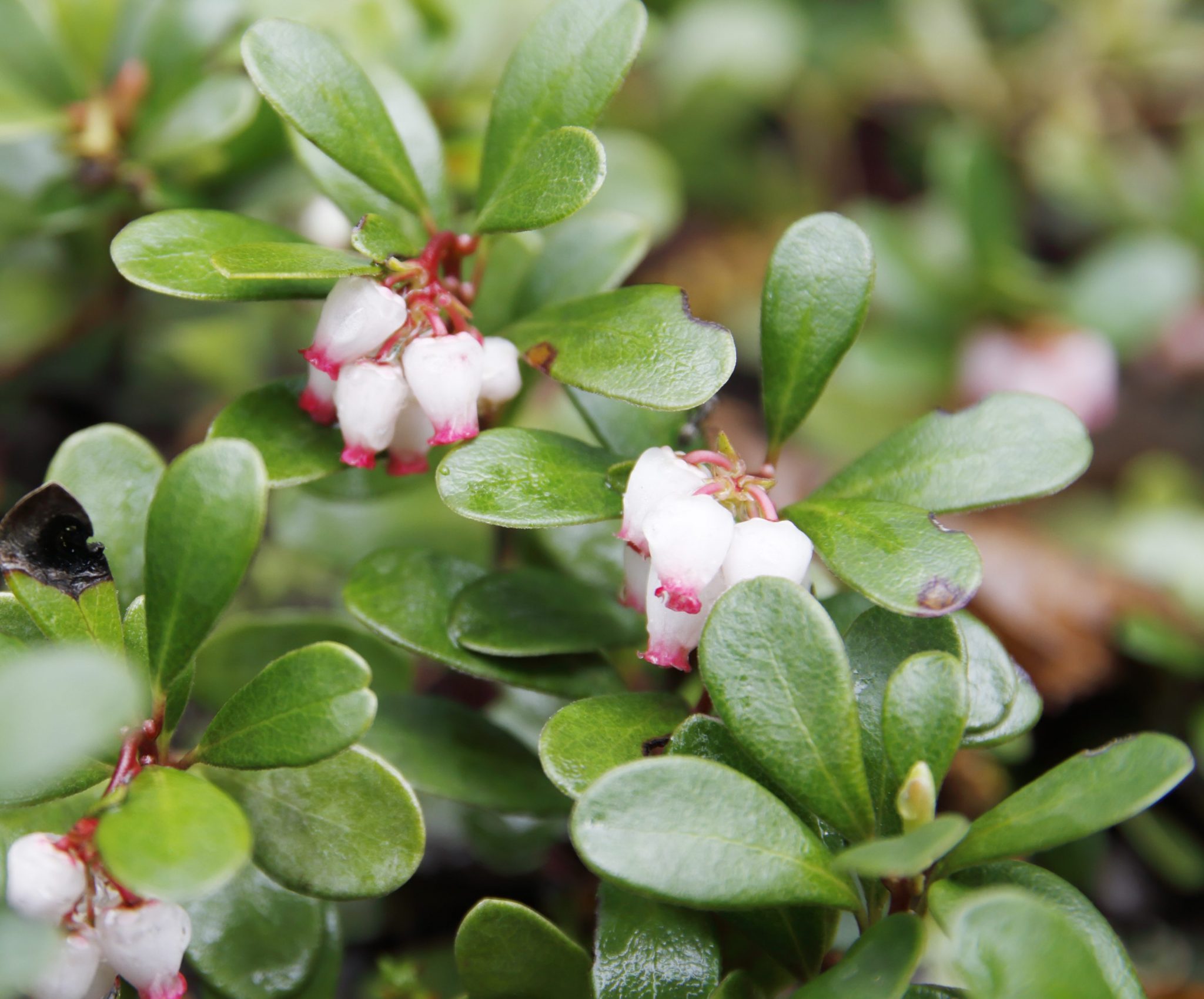 Le proprietà dell'uva ursina, la pianta dalle proprietà diuteriche | Ohga!