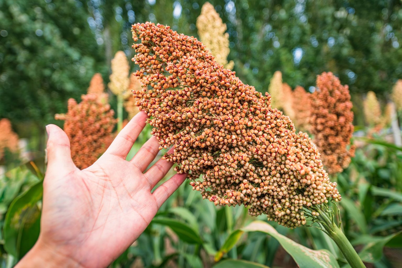 Le proprietà del sorgo, il quinto cereale più importante del mondo | Ohga!