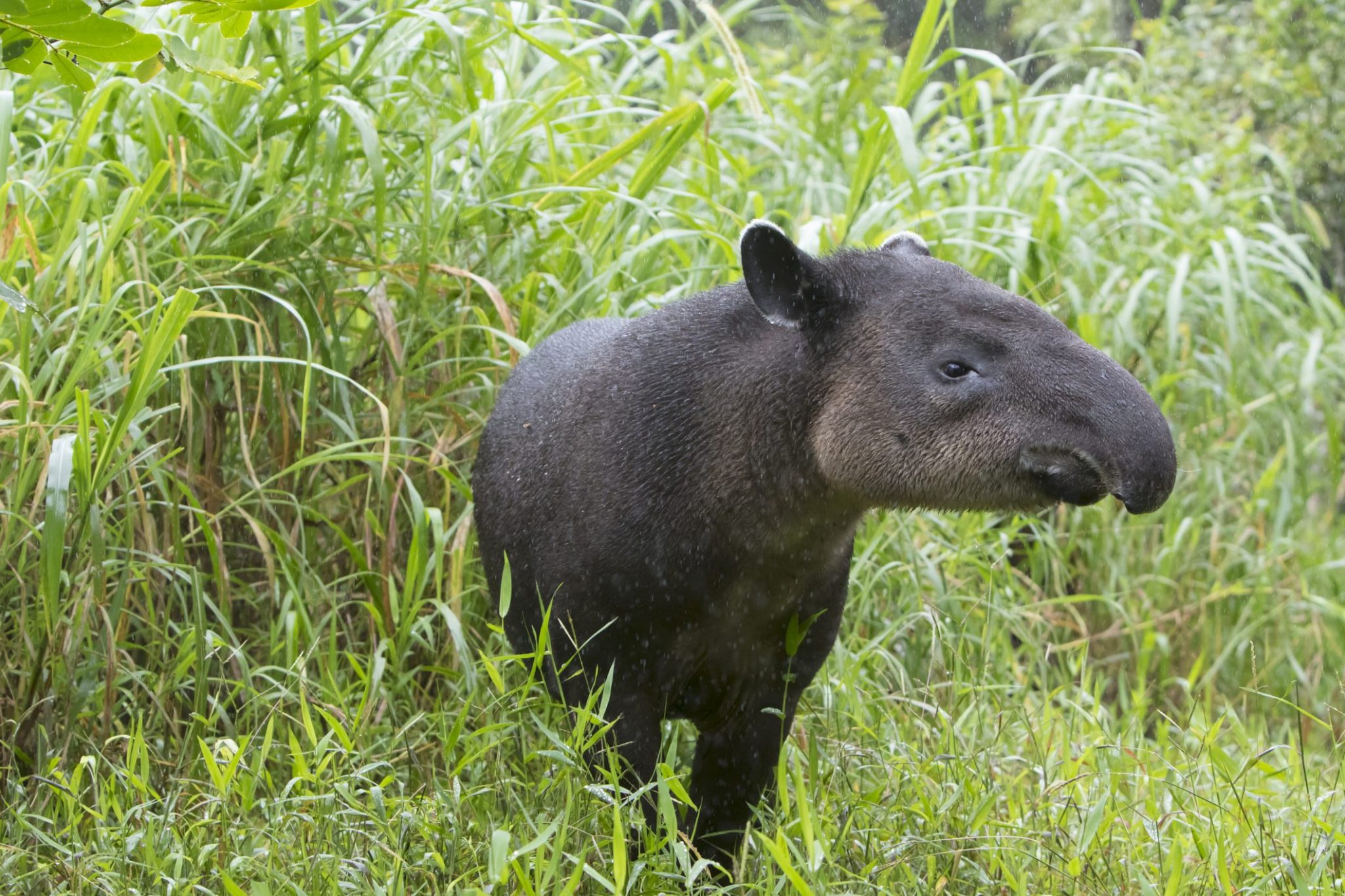 Giornata mondiale del tapiro: perché questi animali rischiano di ...