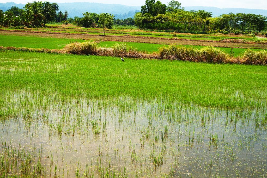 Zizania acquatica: il wild rice è considerato uno dei 50 cibi per il ...